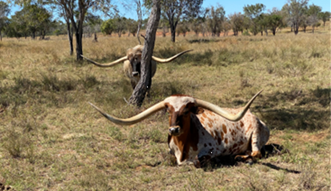 Things to Do | Aussie Outback Oasis Holiday Park